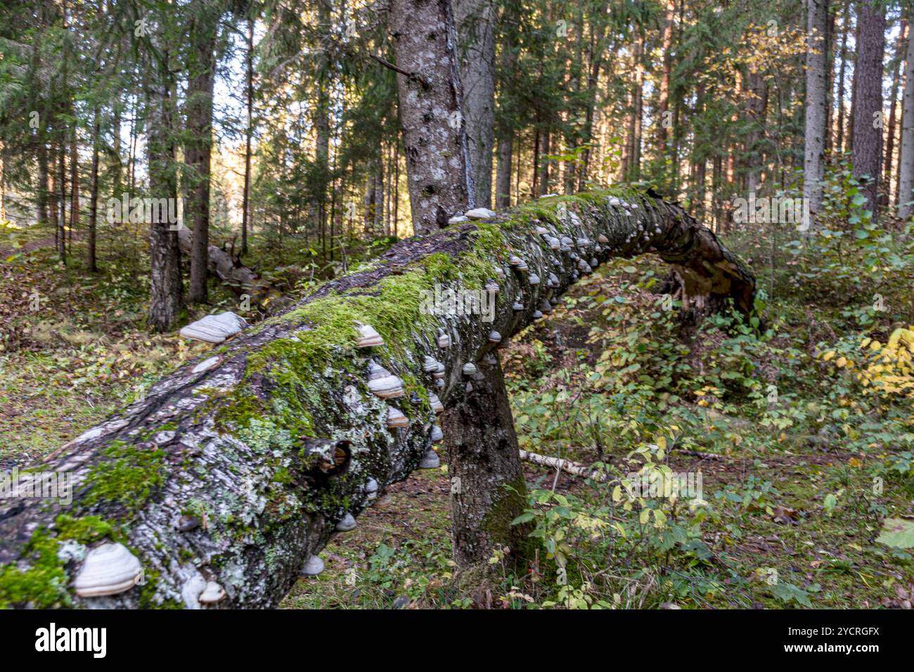 a dry tree branch in the forest overgrown with various plants, autumn ...