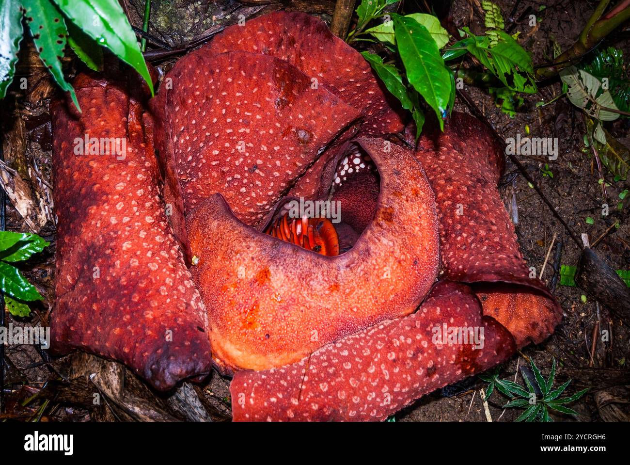 Rafflesia flower blossoming Stock Photo - Alamy