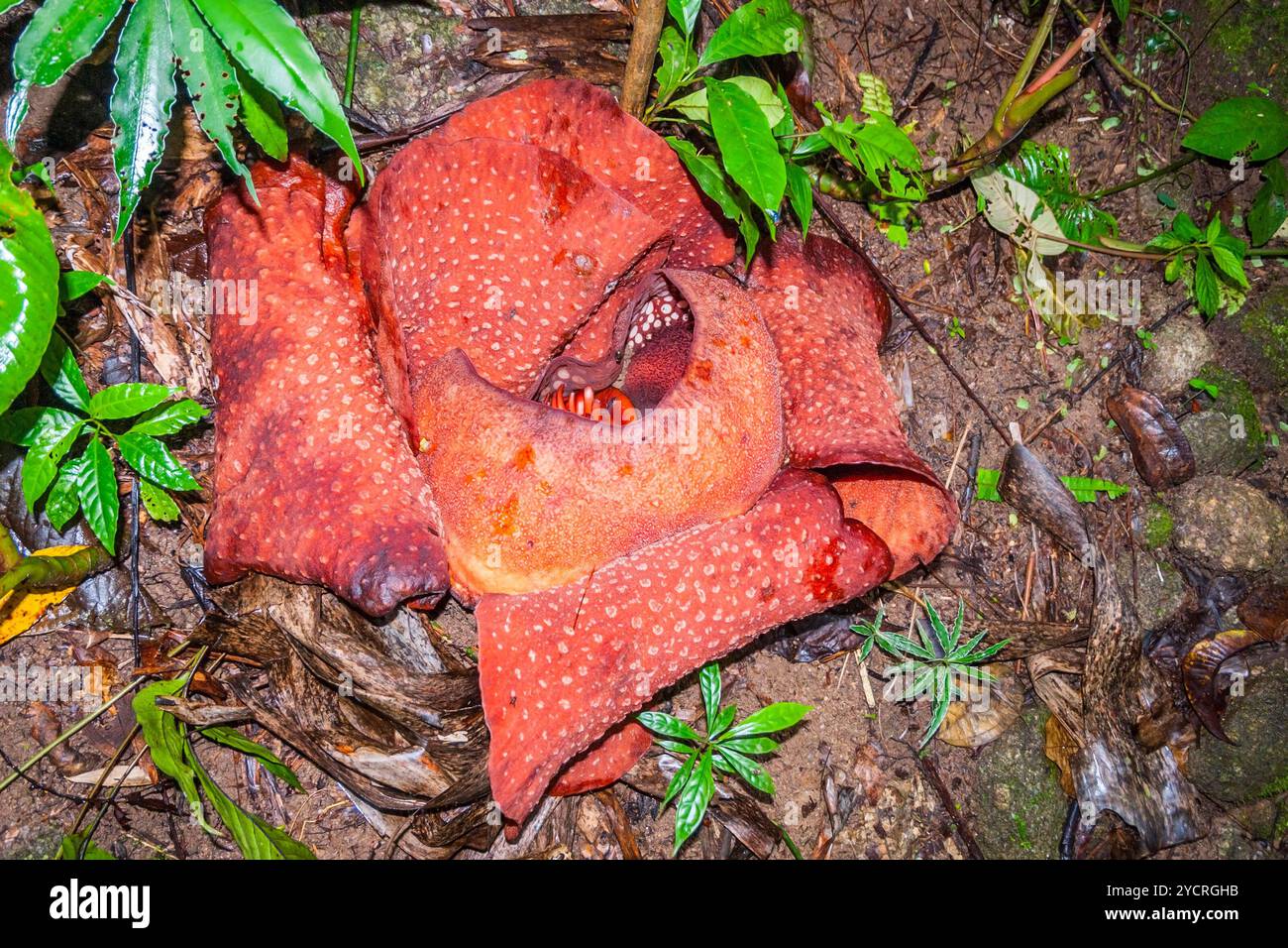 Rafflesia arnoldii hi-res stock photography and images - Alamy