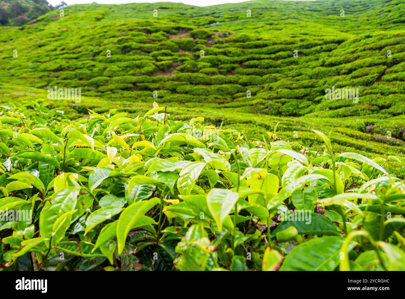 Tea bush hi-res stock photography and images - Alamy