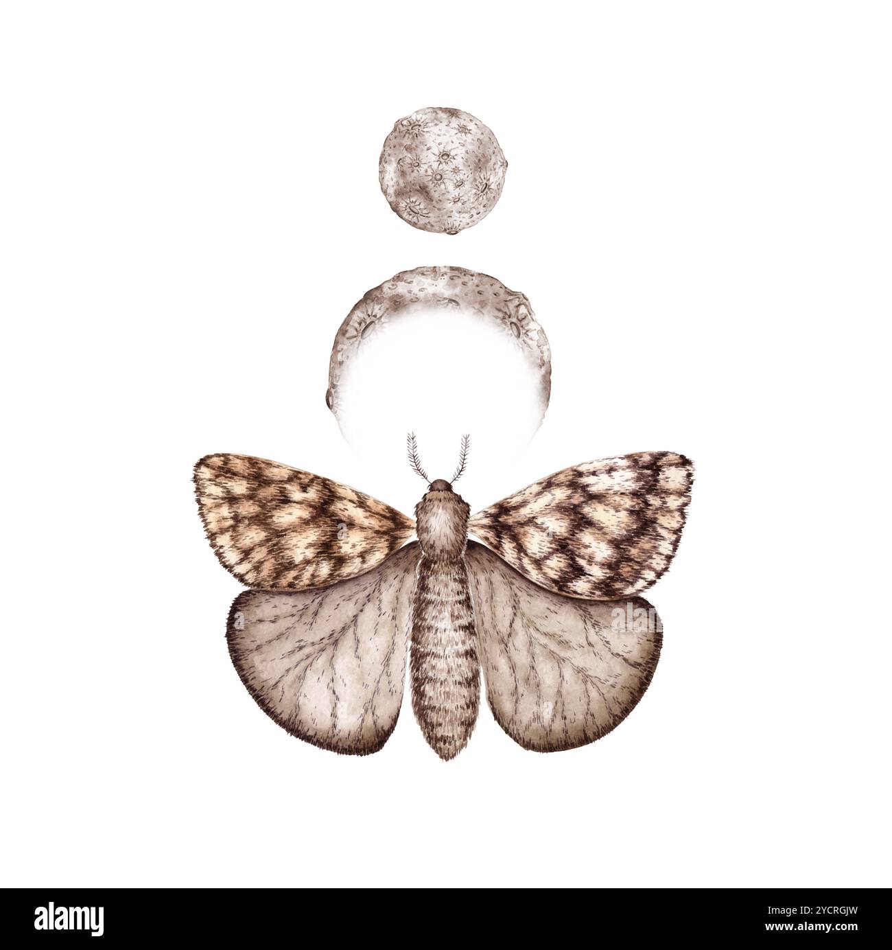 Butterfly and two moons in brown and beige tones watercolor ...