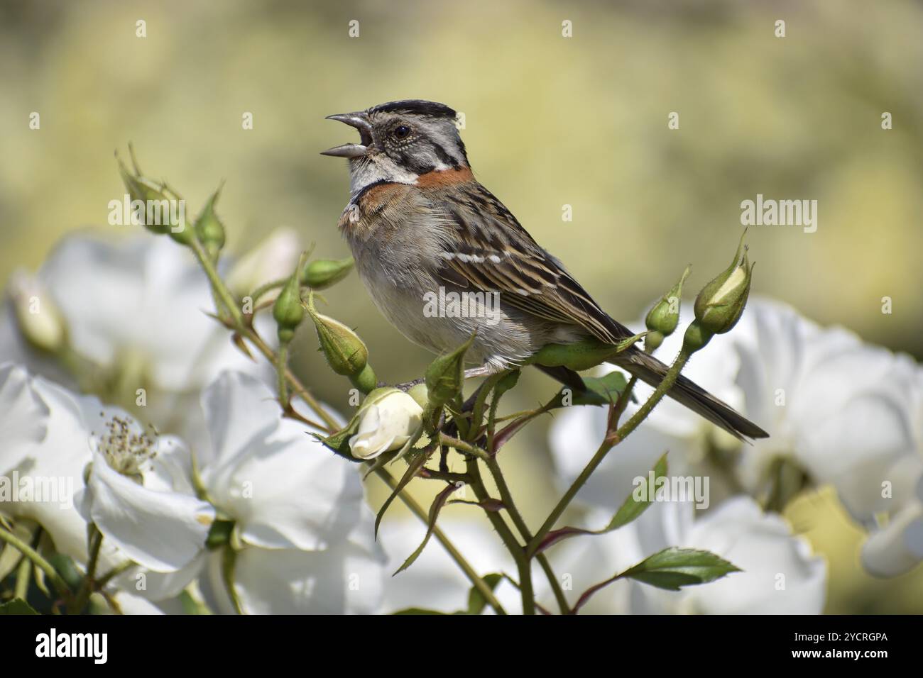 Morning Bunting (Zonotrichia capensis) singing on white roses in ...