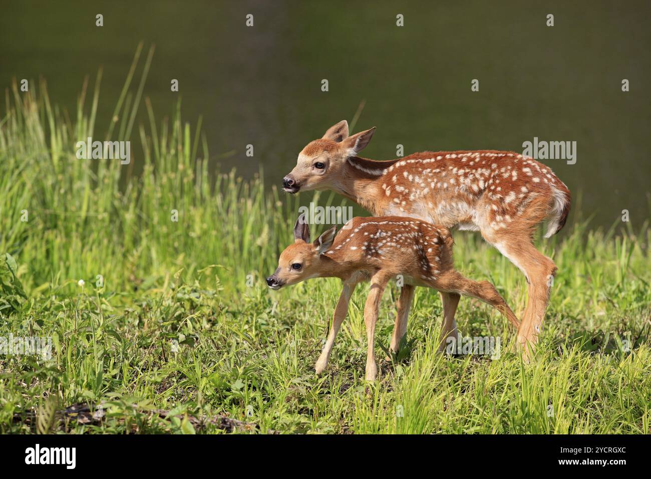 White-tailed deer (Odocoileus virginianus, young animals, different ...