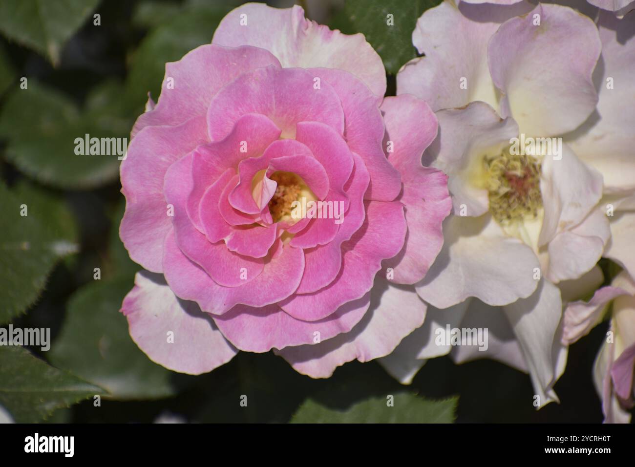White and pink roses in bloom in Rosedal, the rose garden in Buenos ...