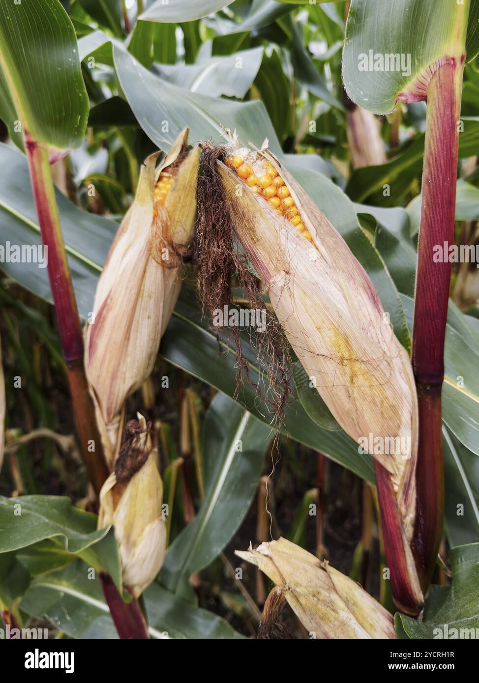 Two ripe corn cobs with visible yellow corn kernels of maize Corn plant ...