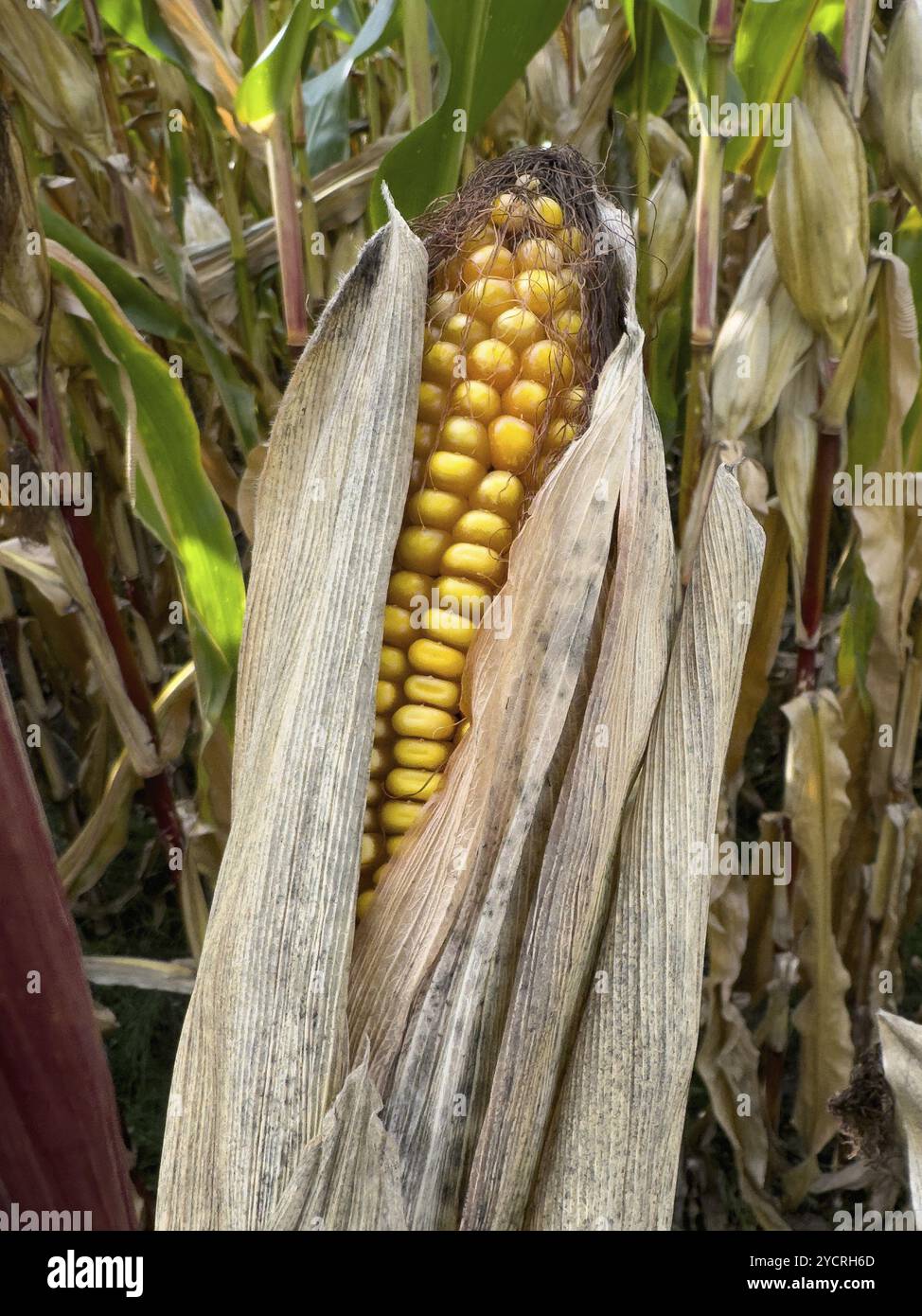 Ripe corn corn cob with visible yellow corn kernels of maize Corn plant ...