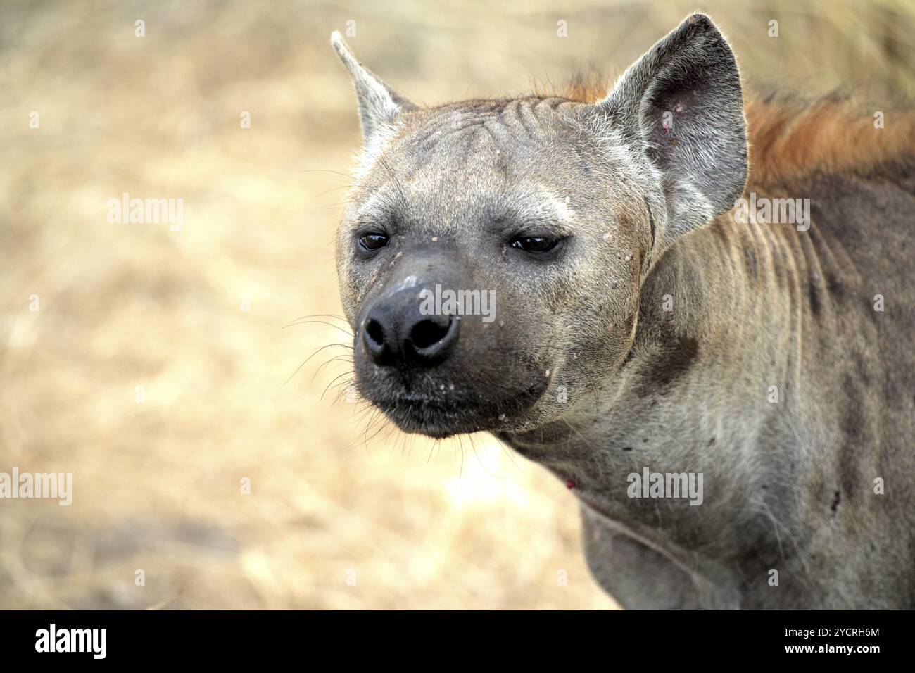Spotted hyena (Crocuta crocuta), adult, female, portrait, scenting ...