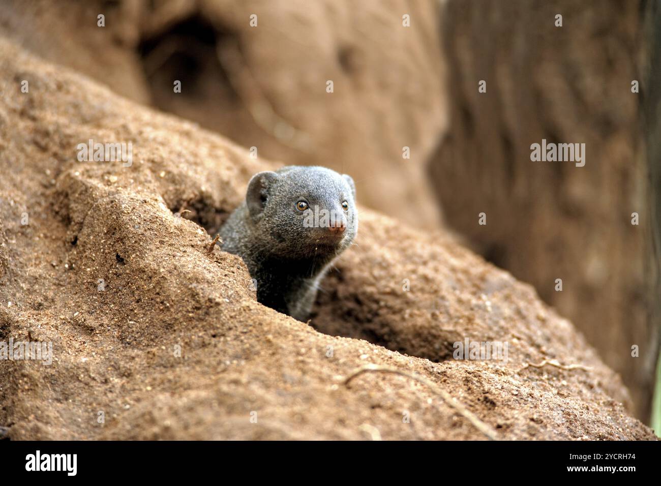 Dwarf mongoose (Helogale parvula), adult, burrow, look out of burrow ...