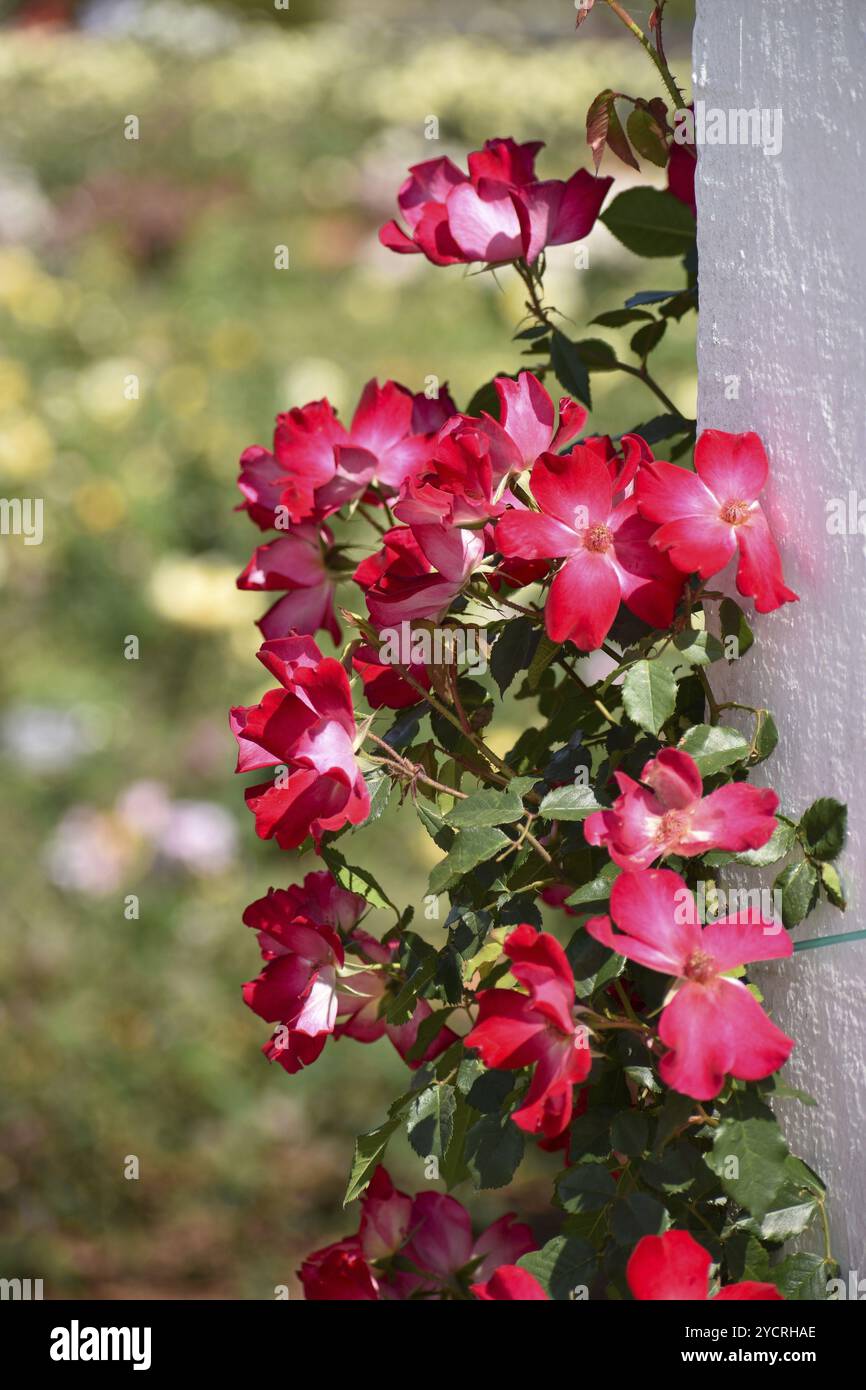 Blooming red roses in Rosedal, the rose garden in Buenos Aires ...