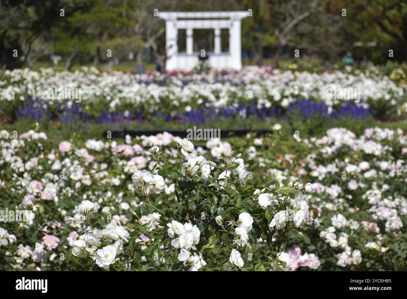 White roses in bloom in Rosedal, the rose garden in Buenos Aires ...