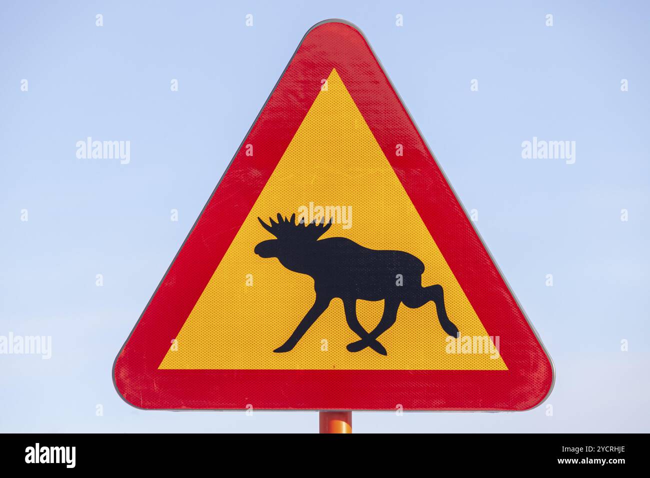 Warning sign for moose, danger, wildlife accidents, car traffic ...