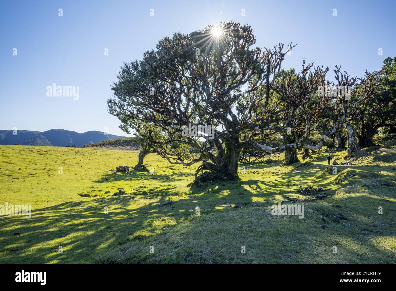 Group backlit trees in hi-res stock photography and images - Alamy
