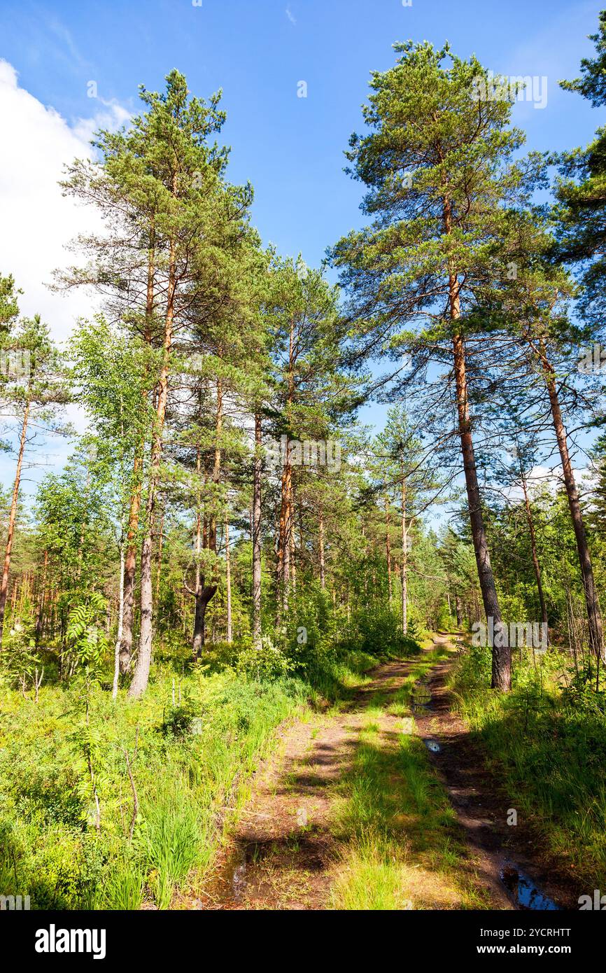Forest pine trees summer day hi-res stock photography and images - Alamy