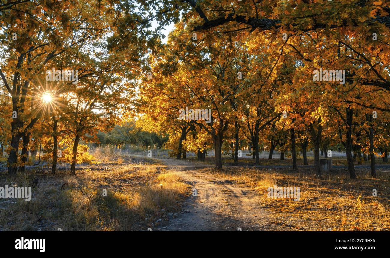 A dirt road leading threough oak forest in fall foliage colors with a ...