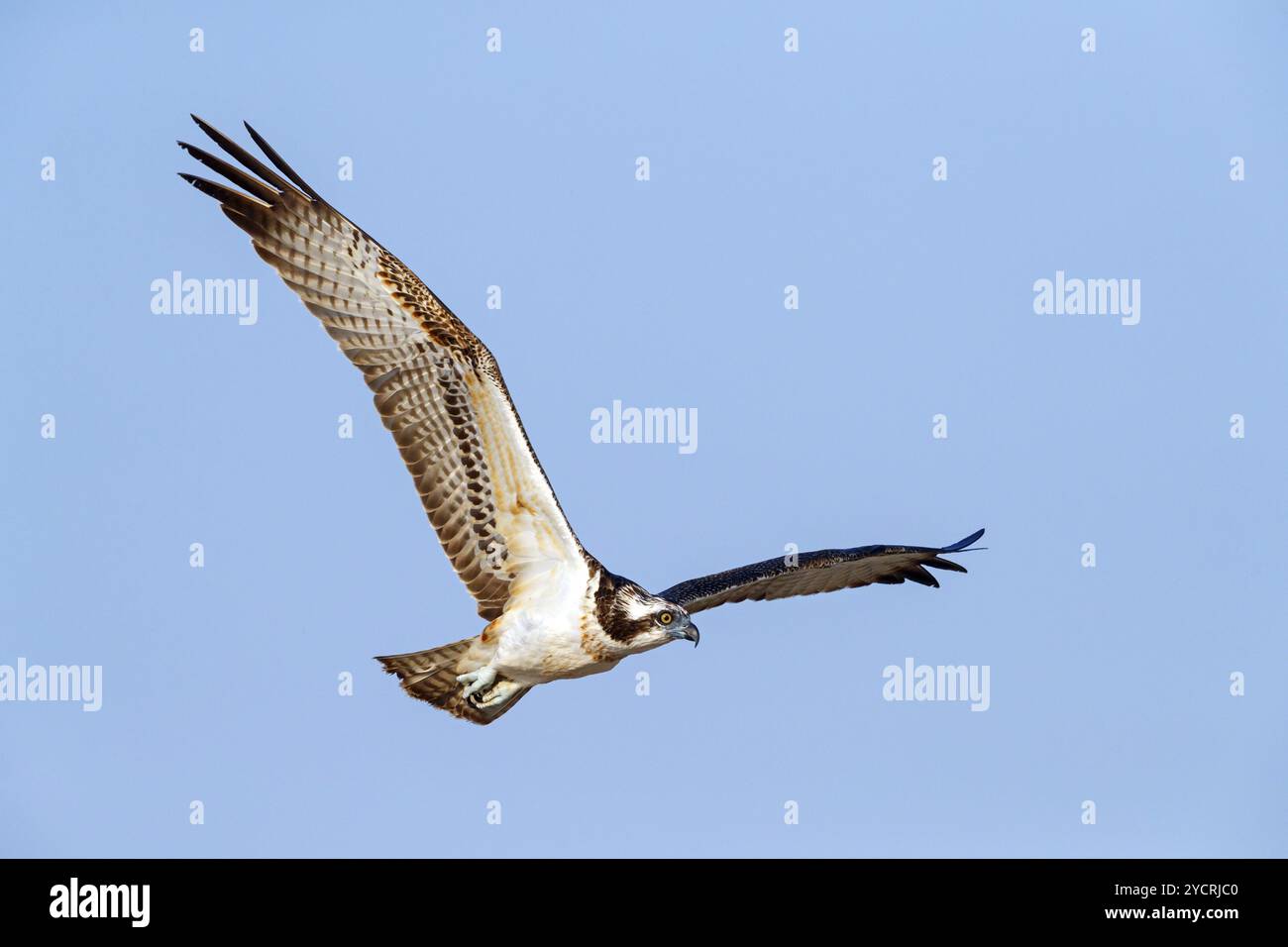 An osprey in search of food, (Pandiaon haliaetus), family of birds of ...