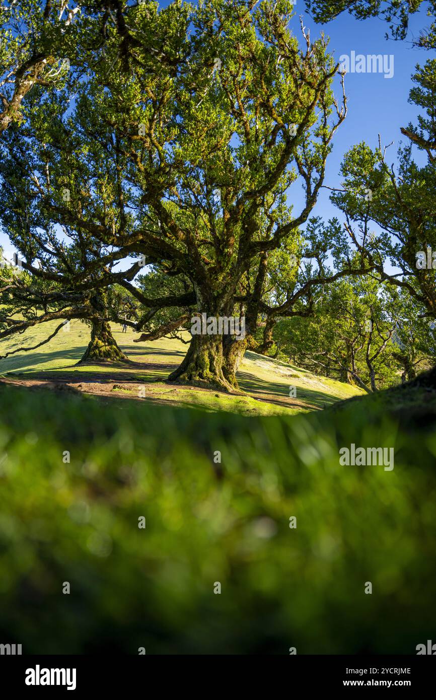 Selective focus trees in hi-res stock photography and images - Alamy