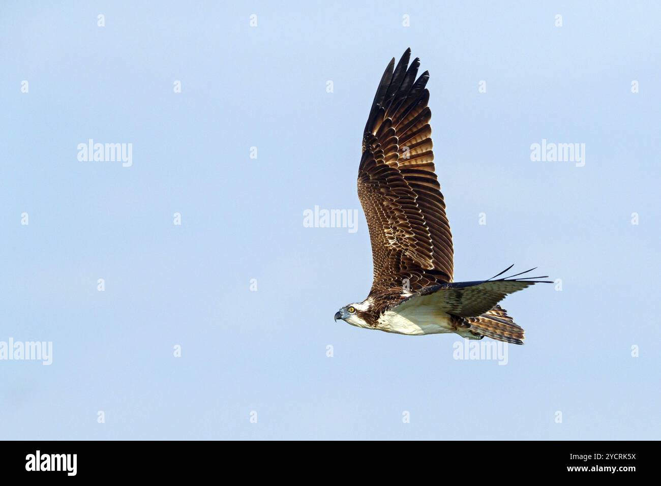 An osprey in search of food, (Pandiaon haliaetus), family of birds of ...