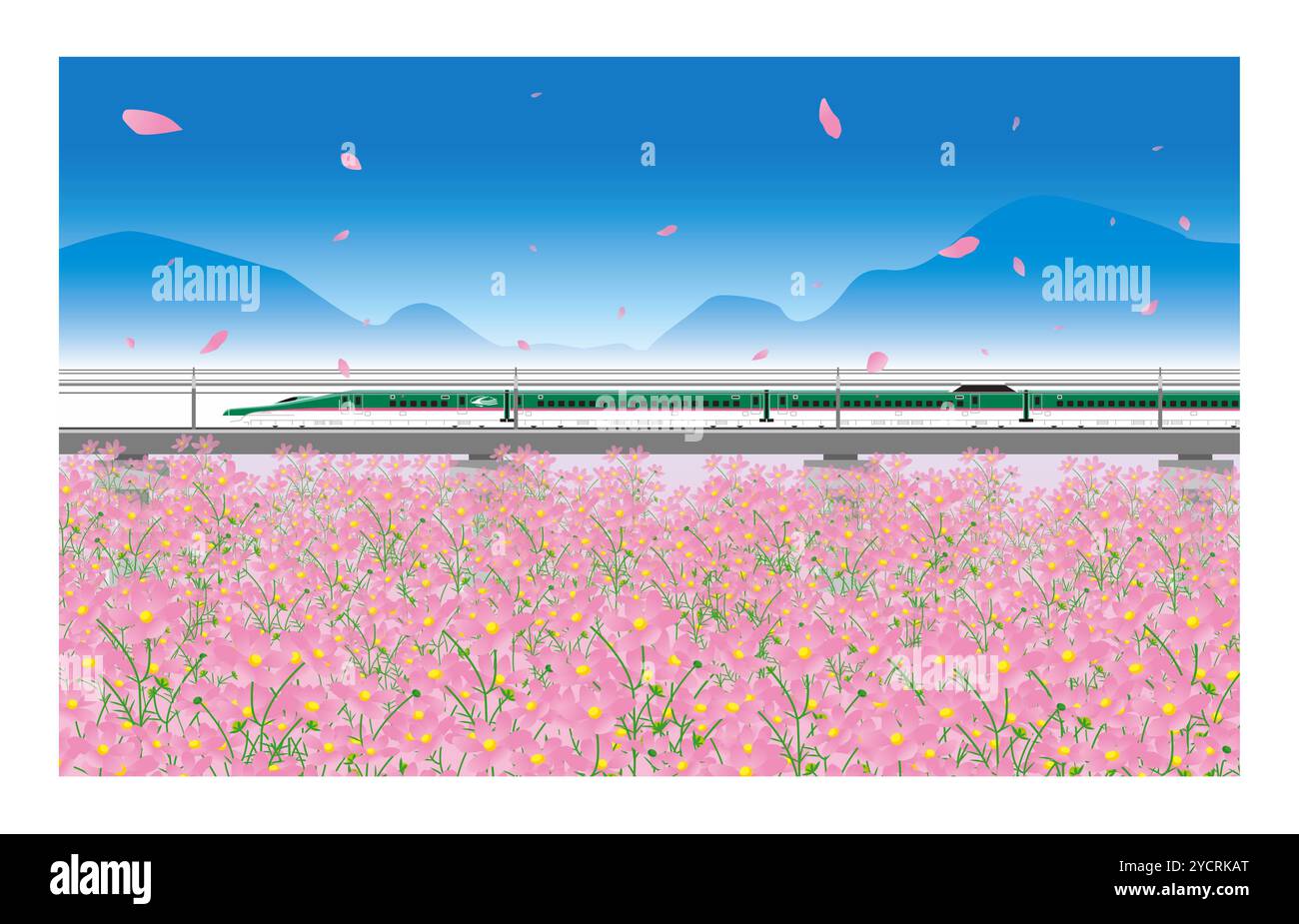 E5 Series Shinkansen Hayabusa running through cosmos field Stock Photo ...