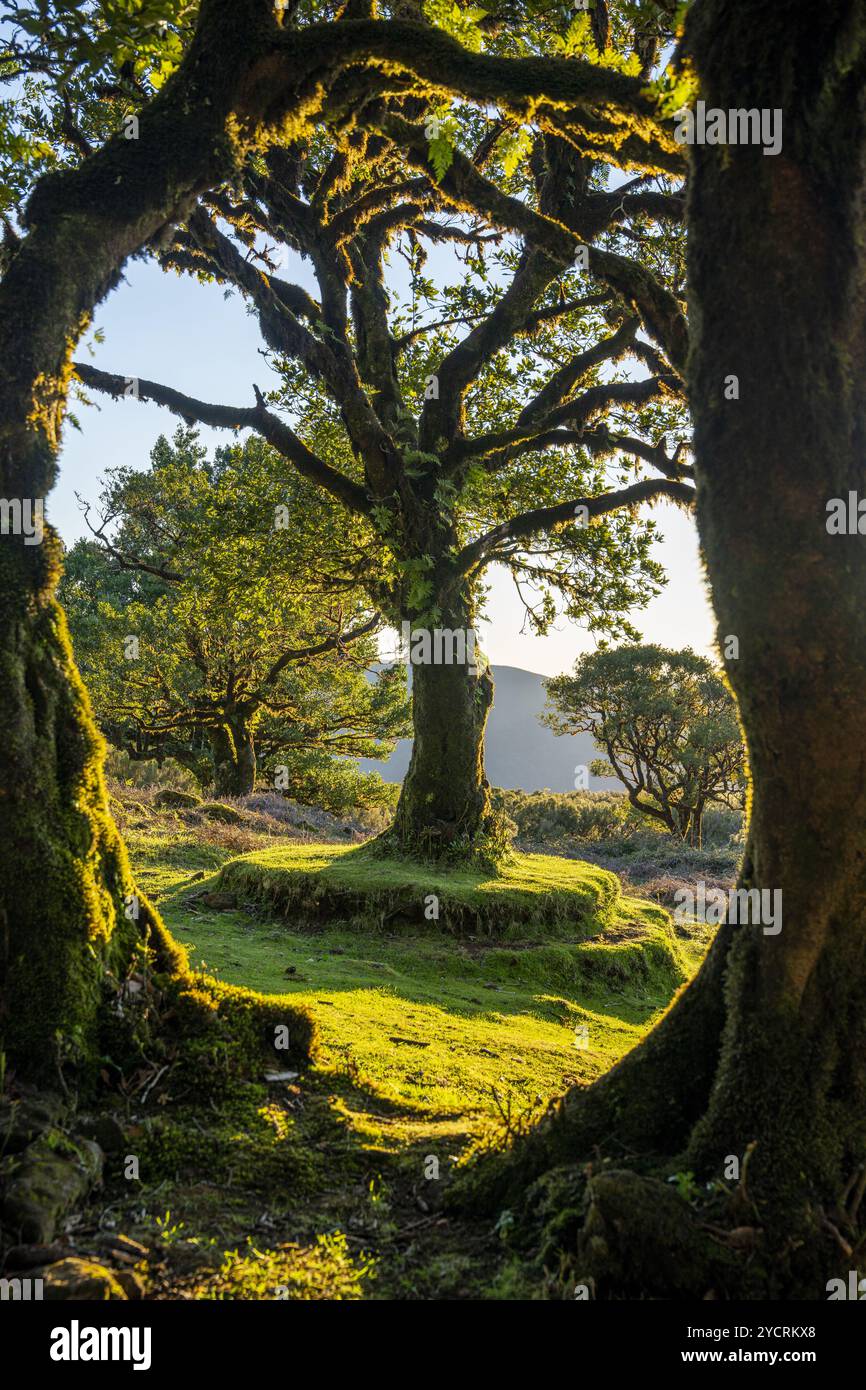 Trunks of laurel trees form a frame for a laurel building on a disc ...