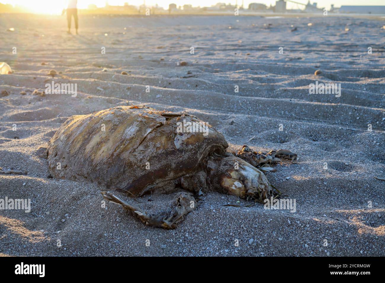 Gabes, Tunisia. 06 June 2024. A dead marine turtle on a beach near the ...