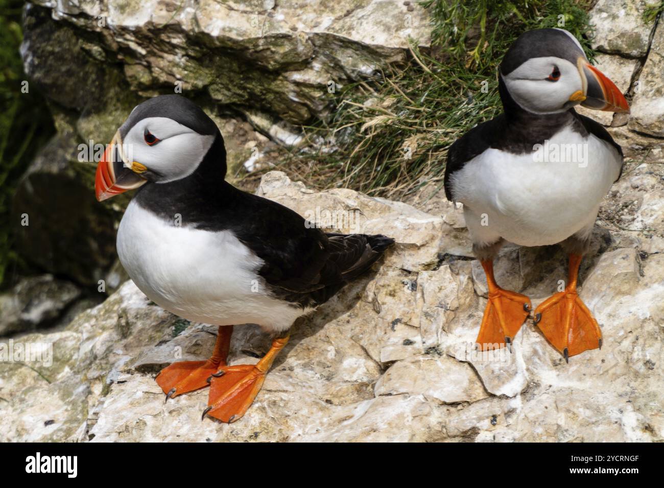 A close-up view of North Atlantic Puffins in their nesting grounds at ...