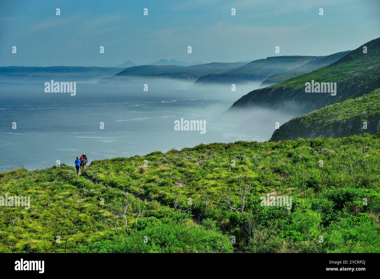 Three people hiking on the Otter Trail, Otter Trail, Tsitsikamma ...