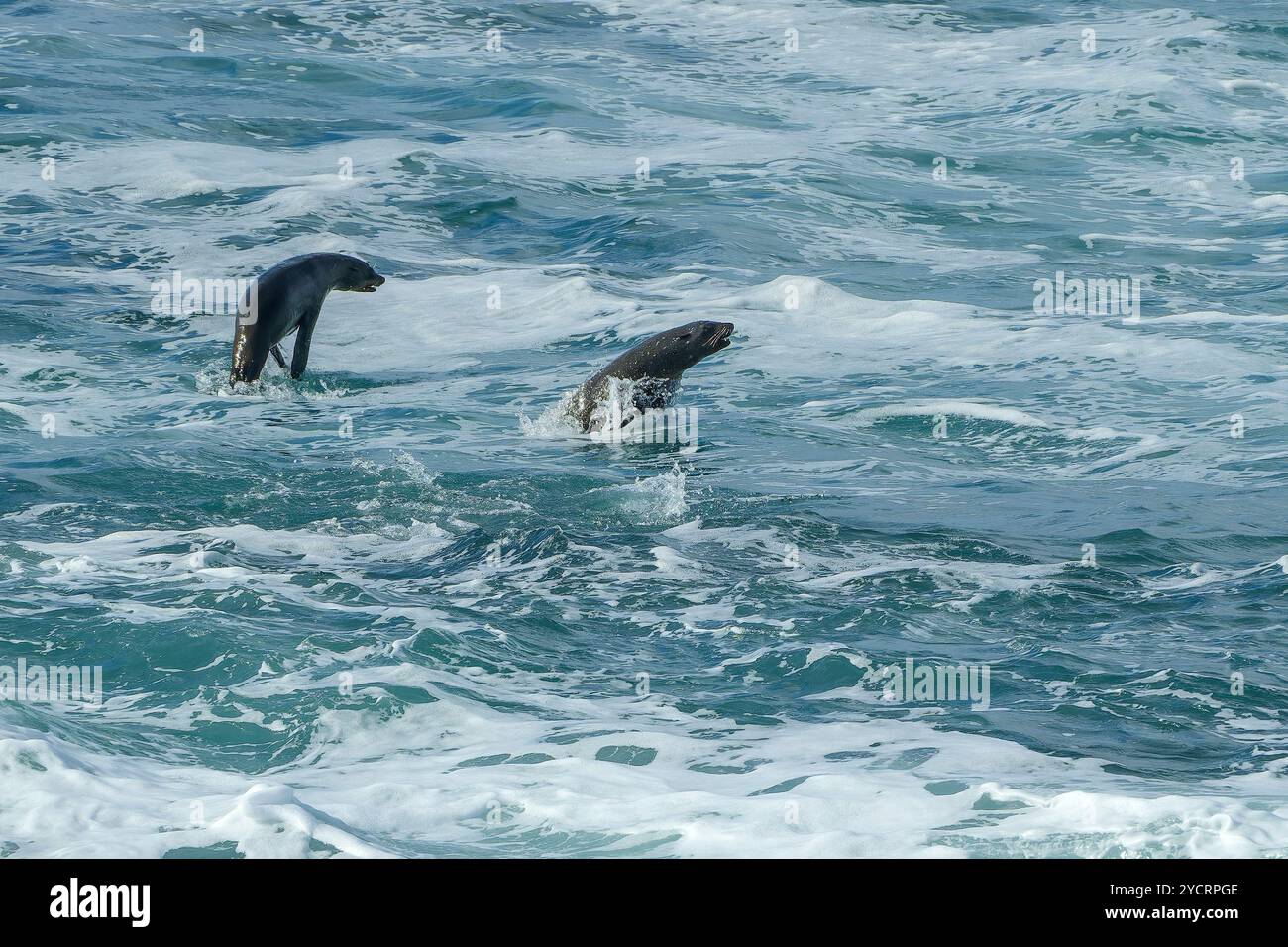 Two seals hunting in the sea off Robberg Island, Robberg Nature Reserve ...