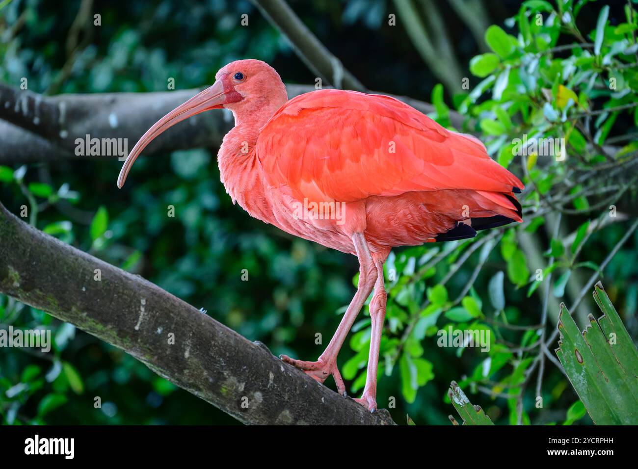 Red-billed Ibis, Eudocimus ruber, Birds of Eden, Plettenberg Bay ...