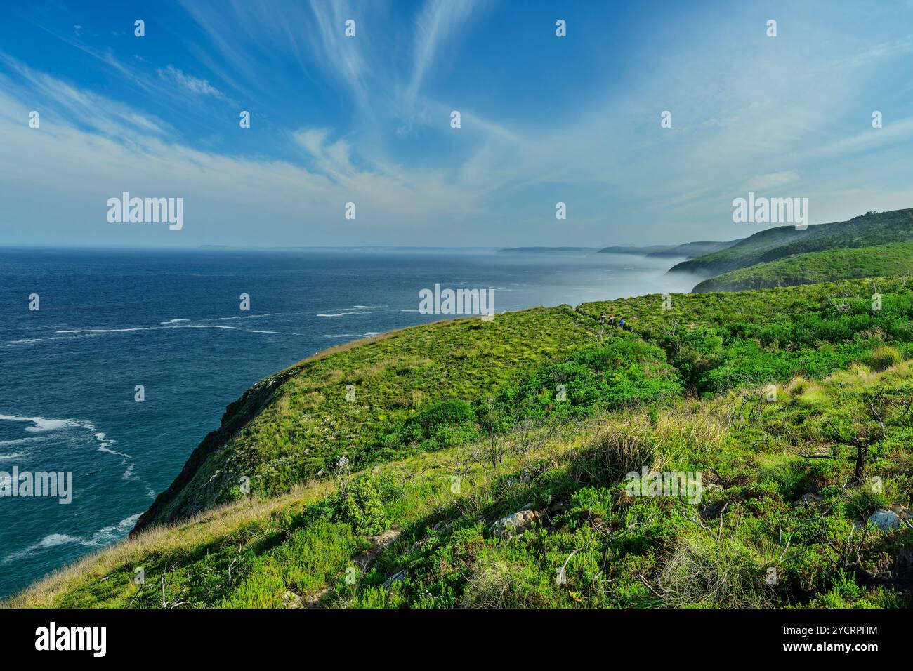 Otter Trail path through coastal vegetation, Otter Trail, Tsitsikamma ...