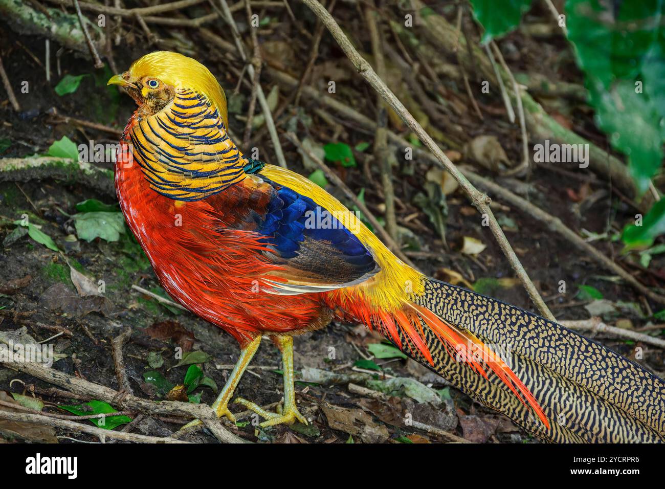 Golden Pheasant, Chrysolophus pictus, Birds of Eden, Plettenberg Bay ...