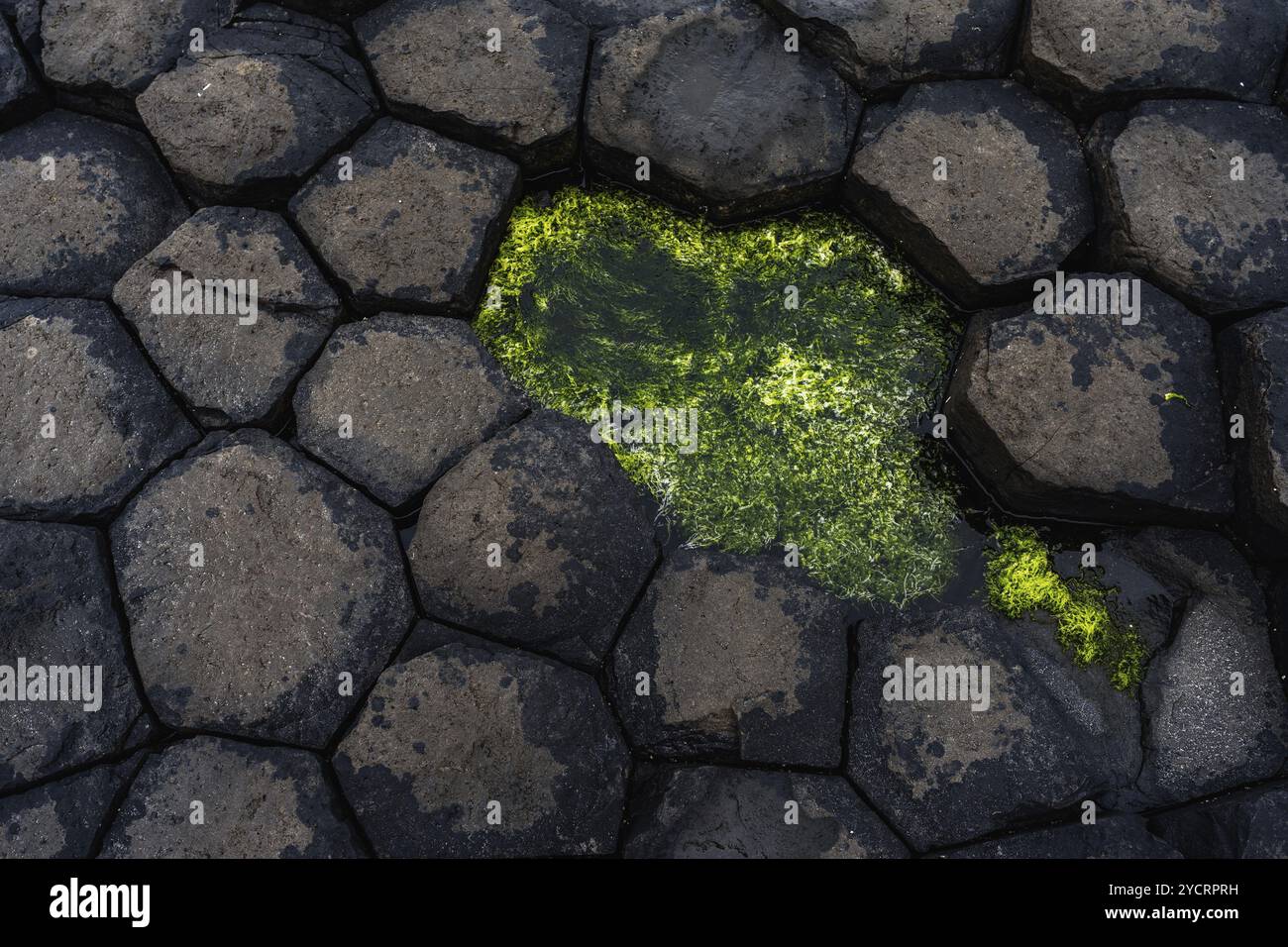 A close-up detail view of the volcanic hexagon basalt rock columns of ...