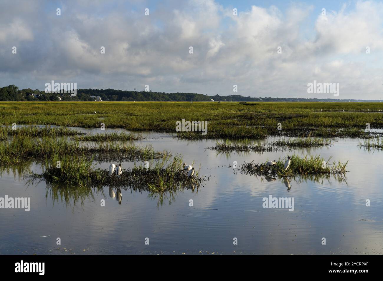 Landscape view of tidal beds and marshlands in Pawleys Island in South ...