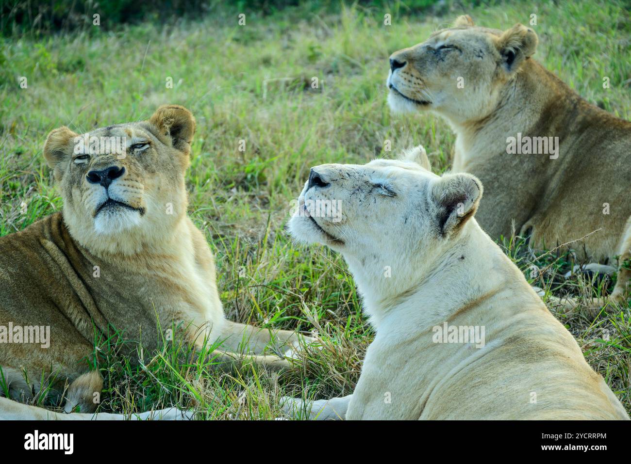 Three lionesses dozing with their eyes closed, Lion Park, Lynnfield ...