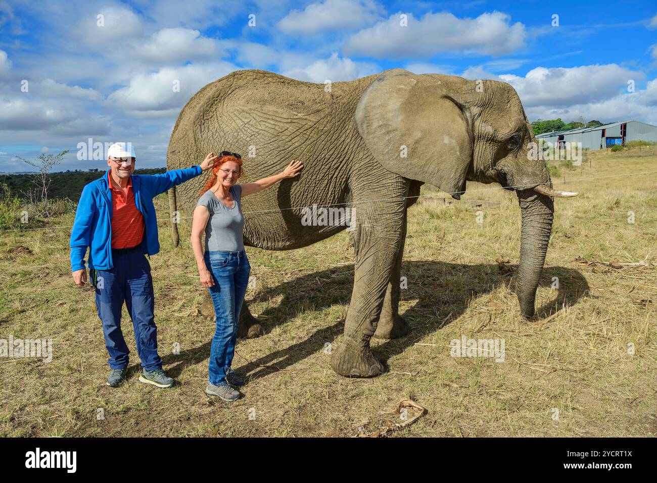 Woman petting elephants hi-res stock photography and images - Alamy