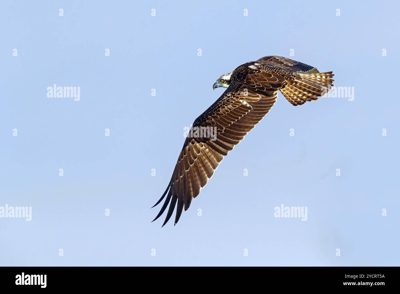 An osprey in search of food, (Pandiaon haliaetus), family of birds of ...
