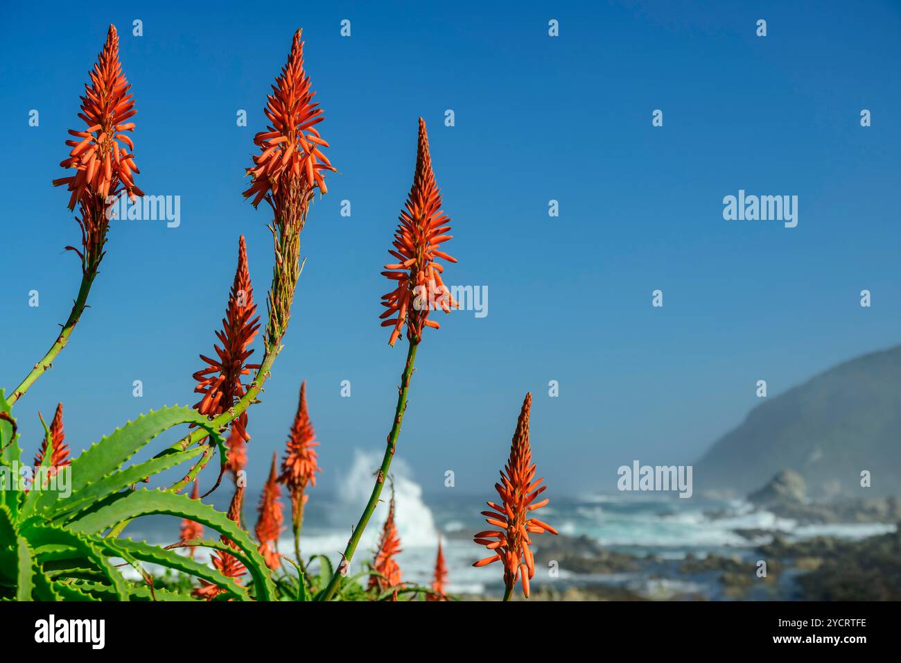 Red flowering aloe vera with ocean surf in the background, Storms River ...