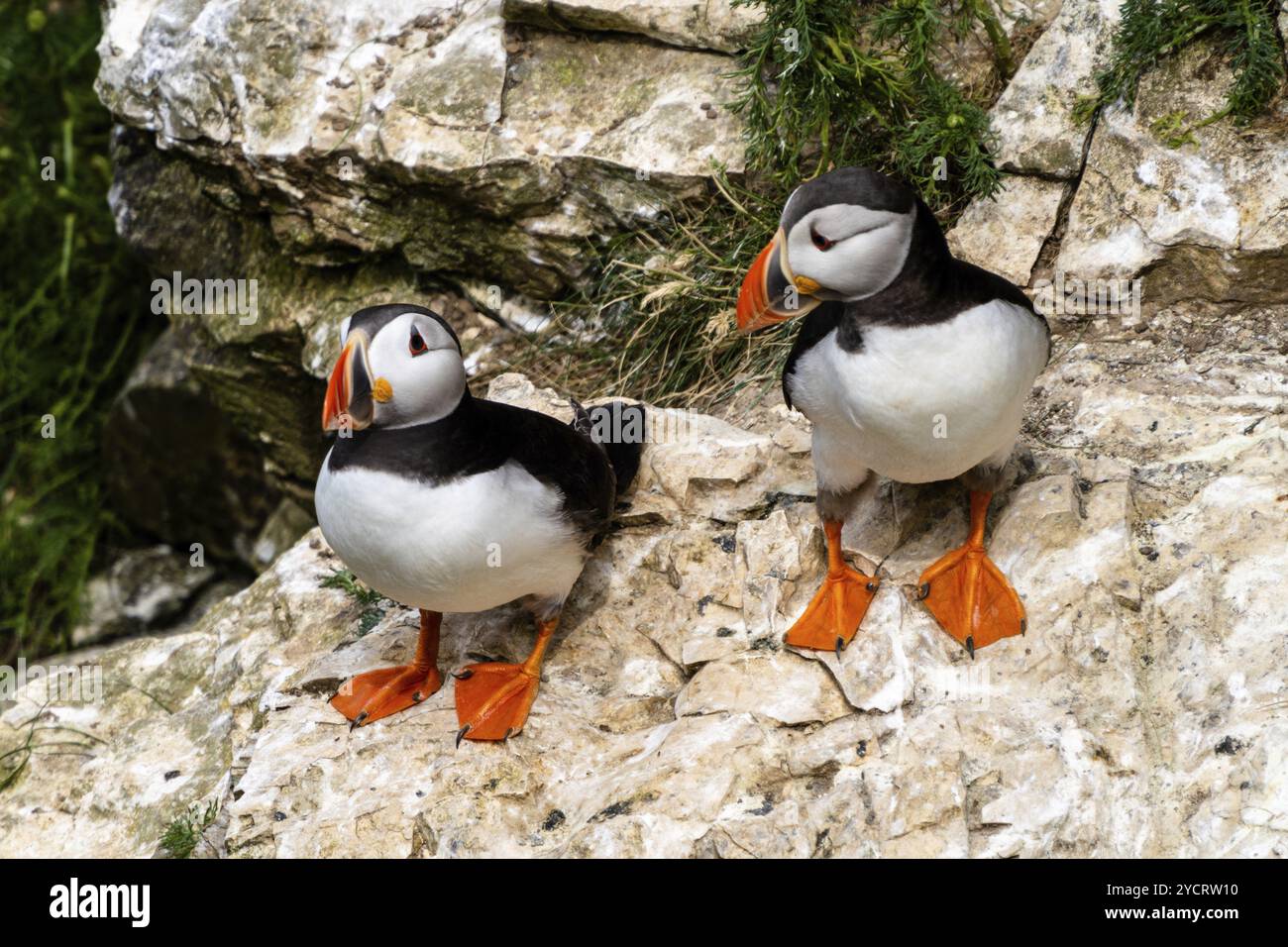 A close-up view of North Atlantic Puffins in their nesting grounds at ...