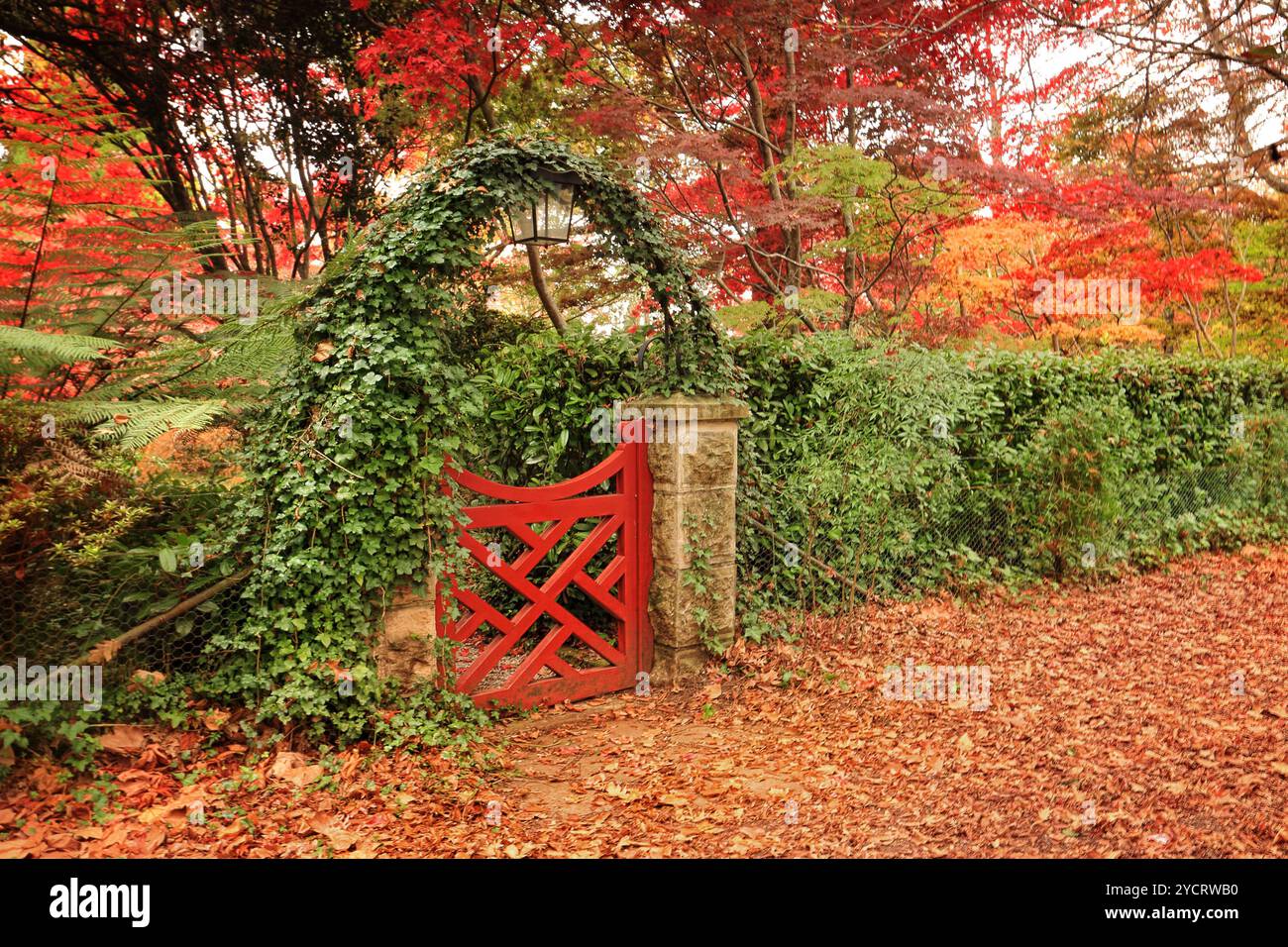 Blue mountains australia autumn leaves hi-res stock photography and ...