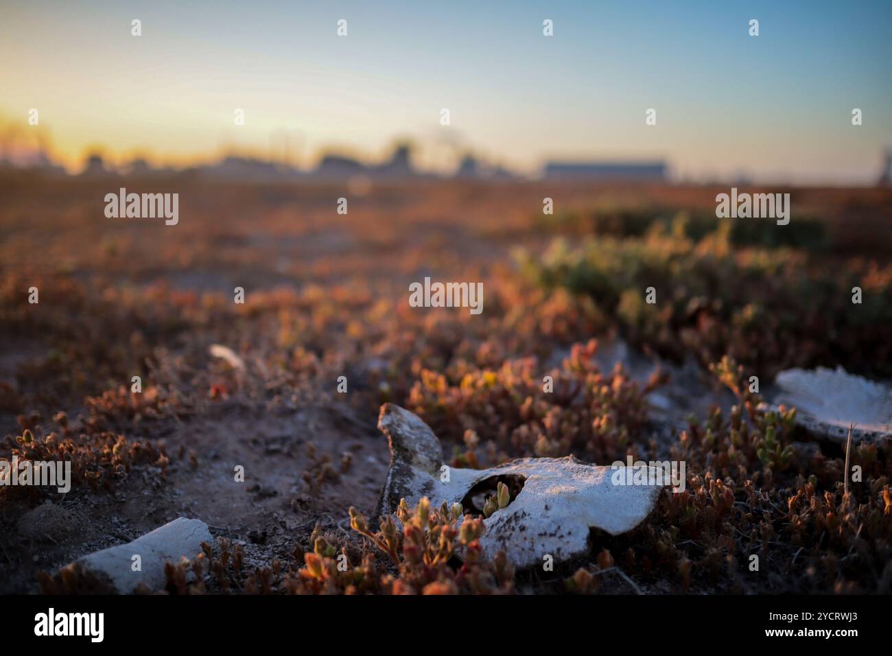 Gabes, Tunisia. 06 June 2024. The beach near the phosphate ...