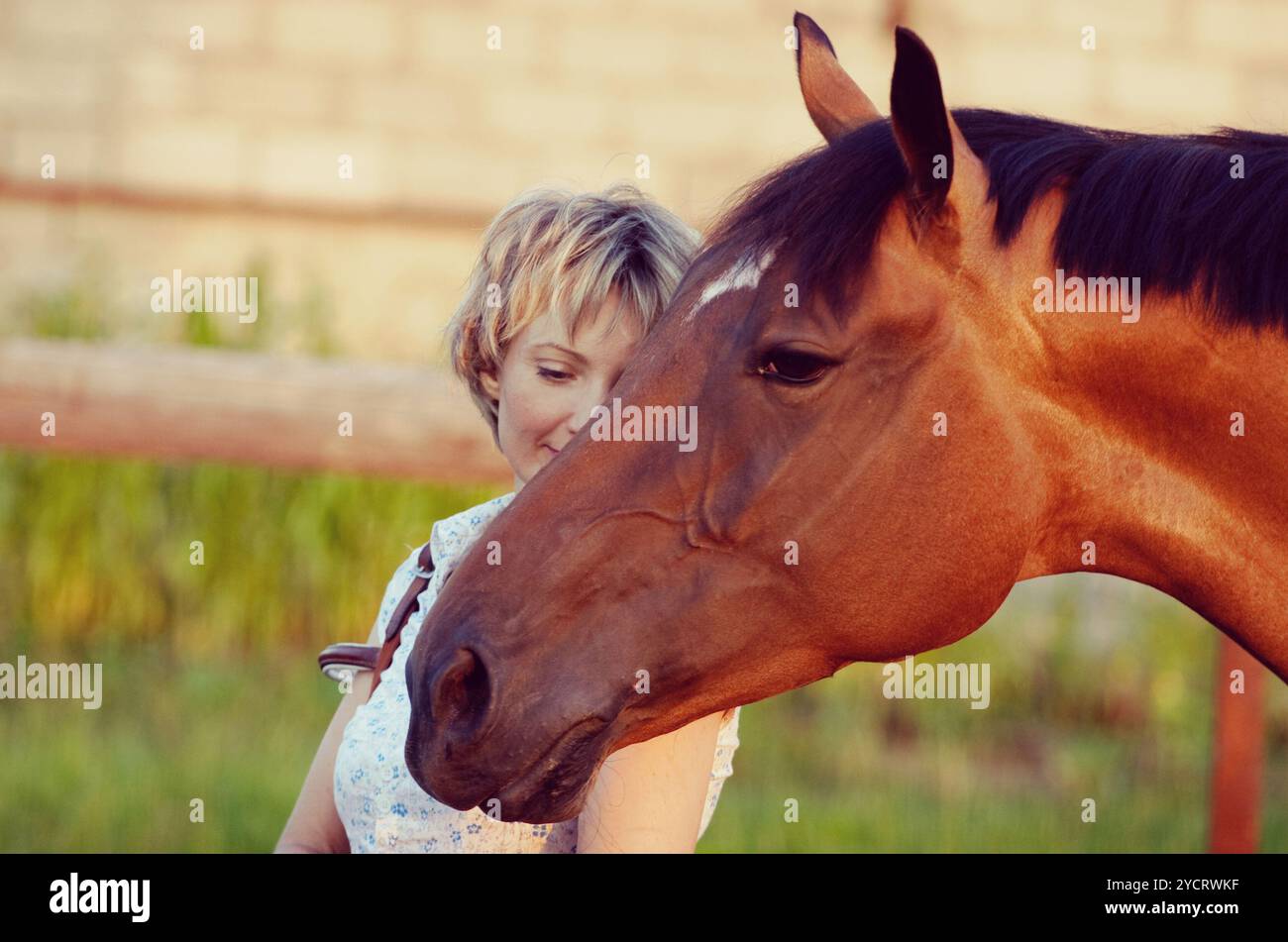 Big Horses head on womans shoulder. woman embrace brown horse Stock ...