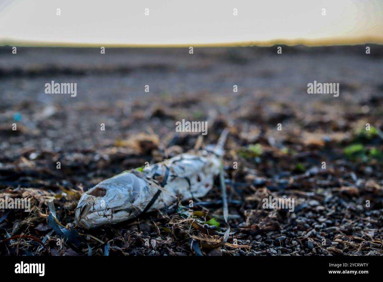 Gabes, Tunisia. 06 June 2024. A dead fish on a beach near the phosphate ...