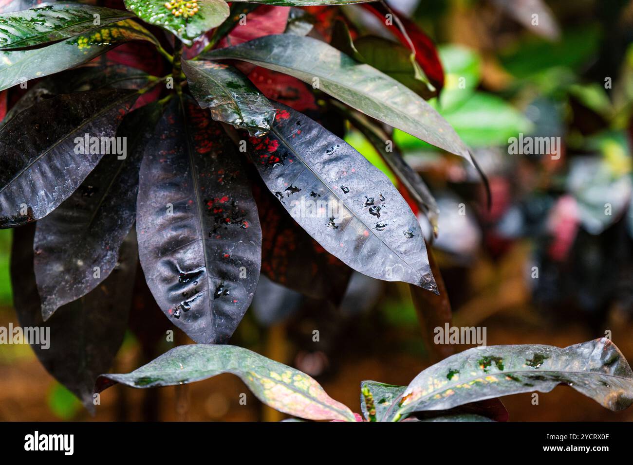 Close-up view of vibrant tropical foliage showcasing unique leaf ...