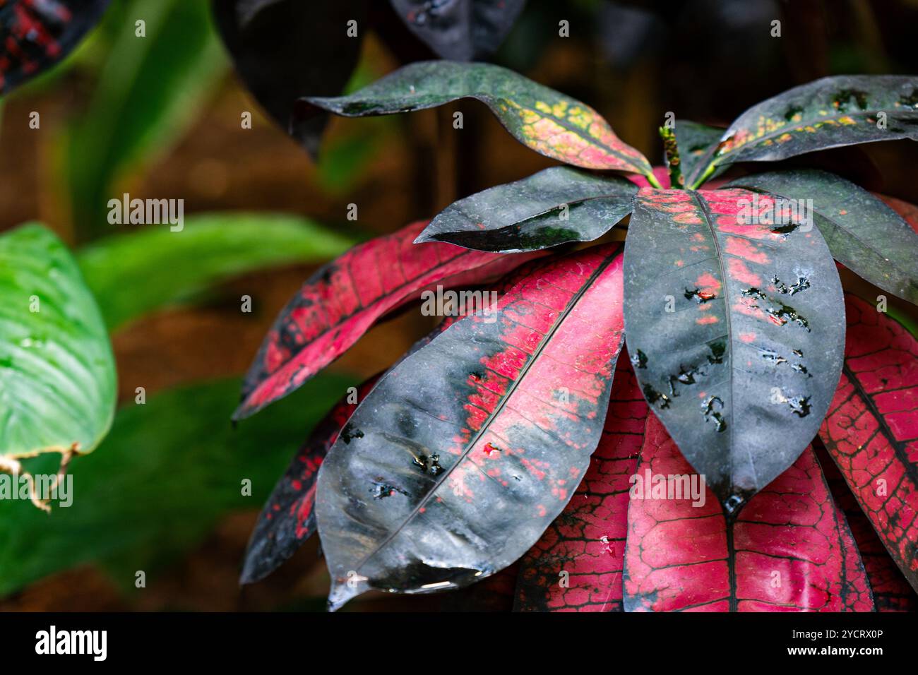 Vibrant croton leaves display striking colors in a lush indoor garden ...