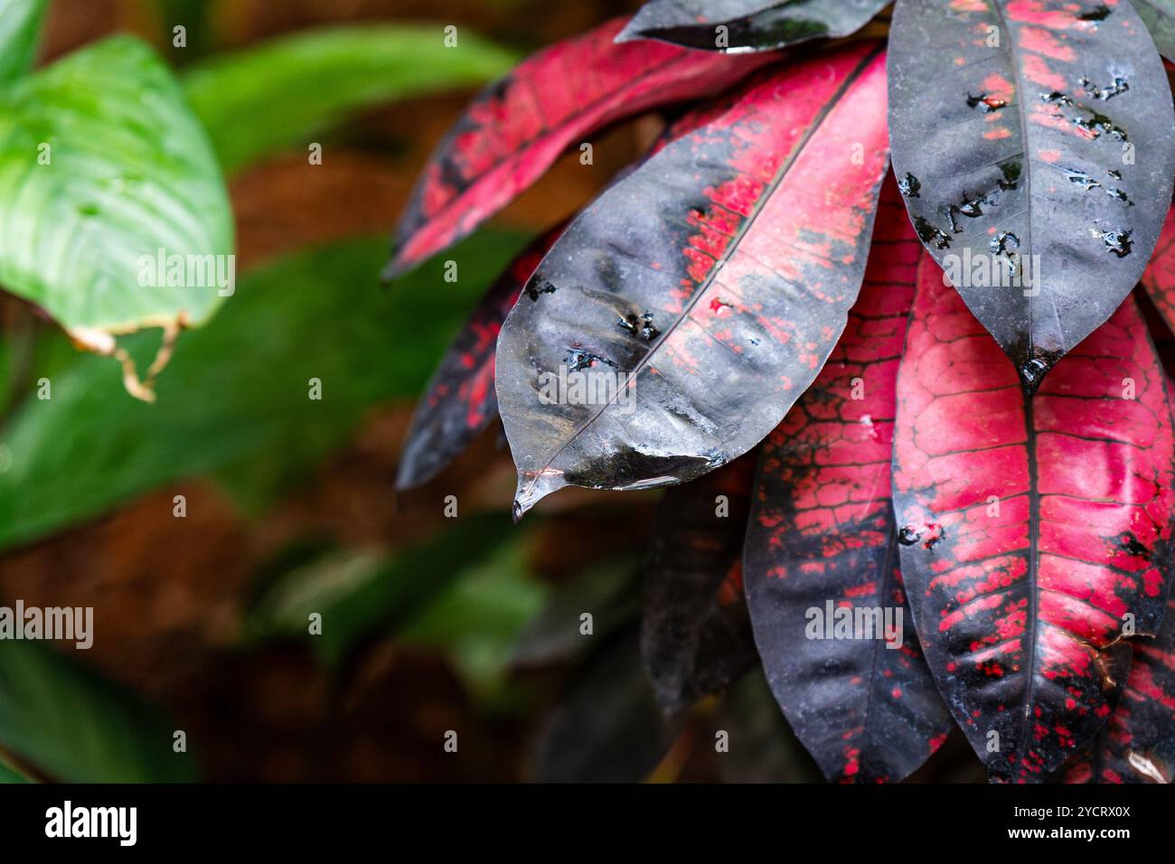 Vibrant red and black tropical leaves contrasting with lush green ...