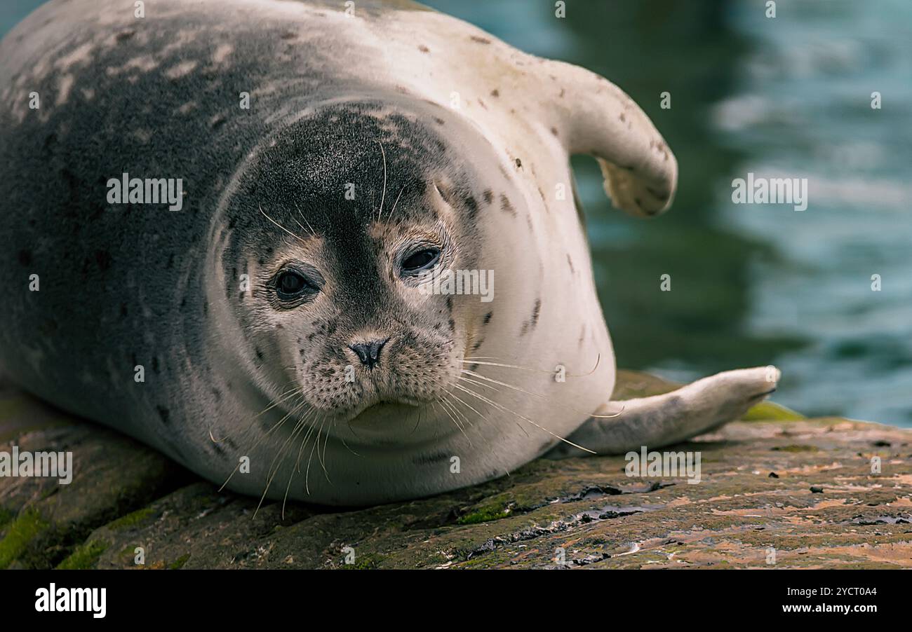 Break seal hi-res stock photography and images - Alamy