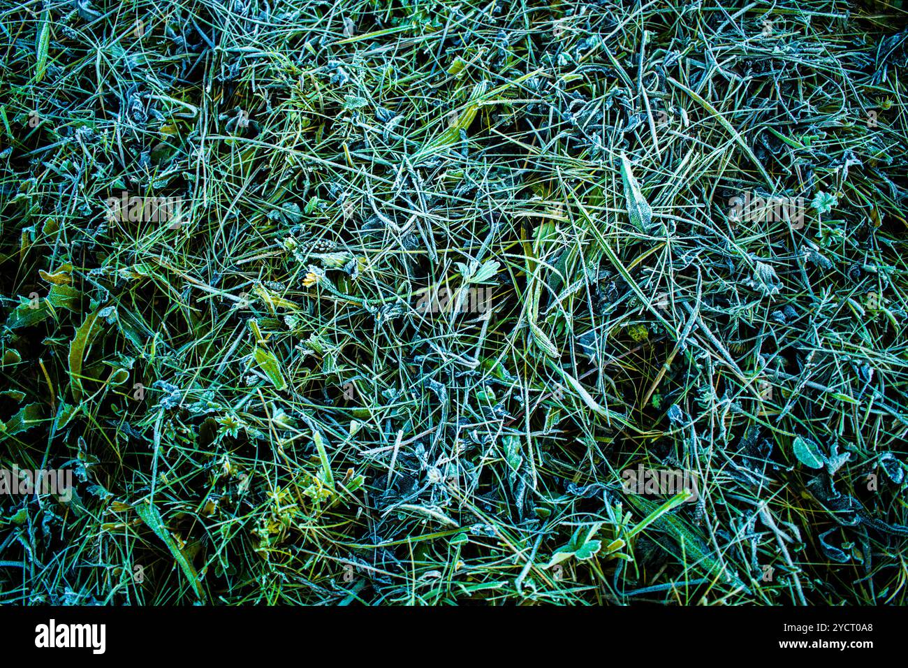 Dark pastel green grass background, beautiful photo Stock Photo - Alamy