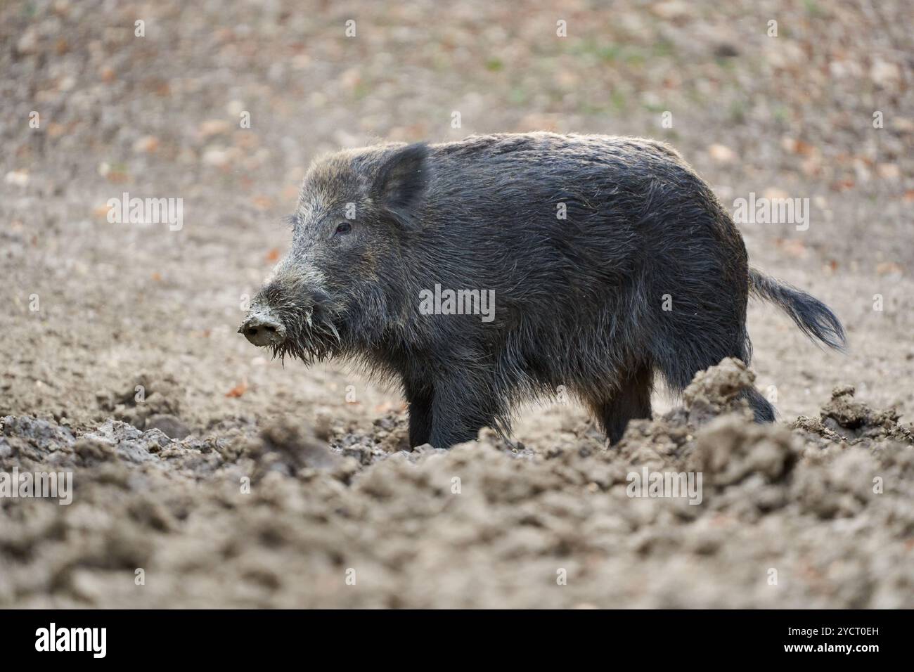 Dirty wild boar covered in mud rooting in a forest glade Stock Photo ...