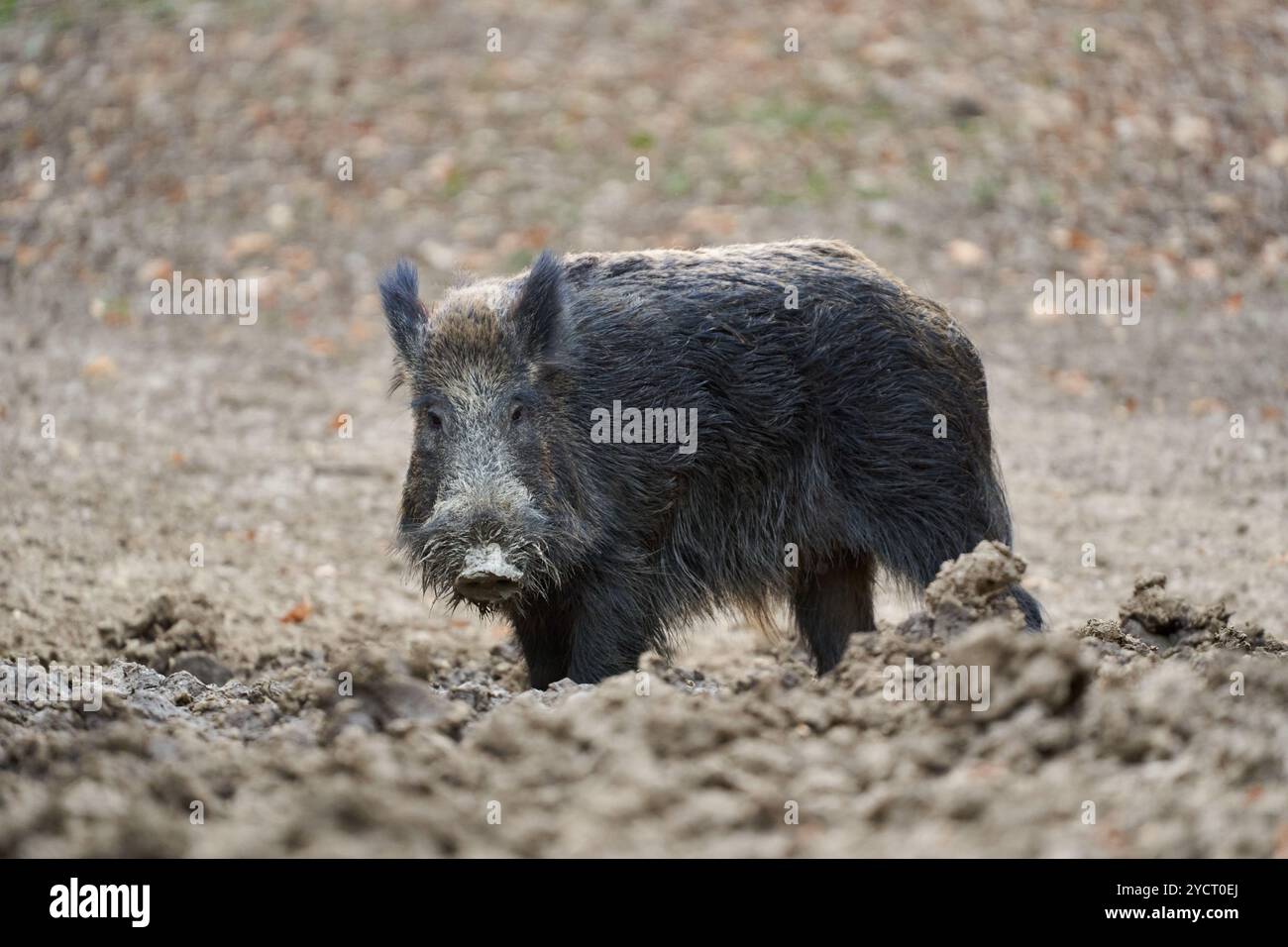 Dirty wild boar covered in mud rooting in a forest glade Stock Photo ...