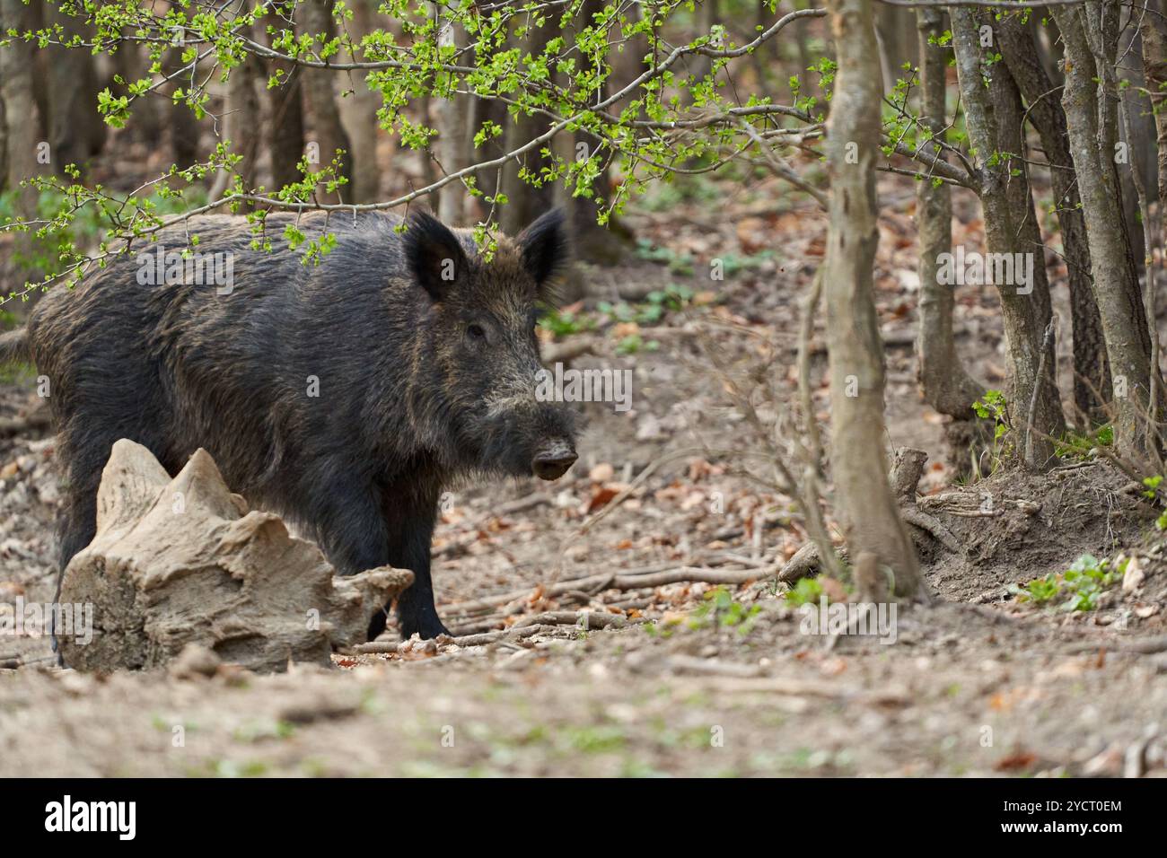 Dirty wild boar covered in mud rooting in a forest glade Stock Photo ...