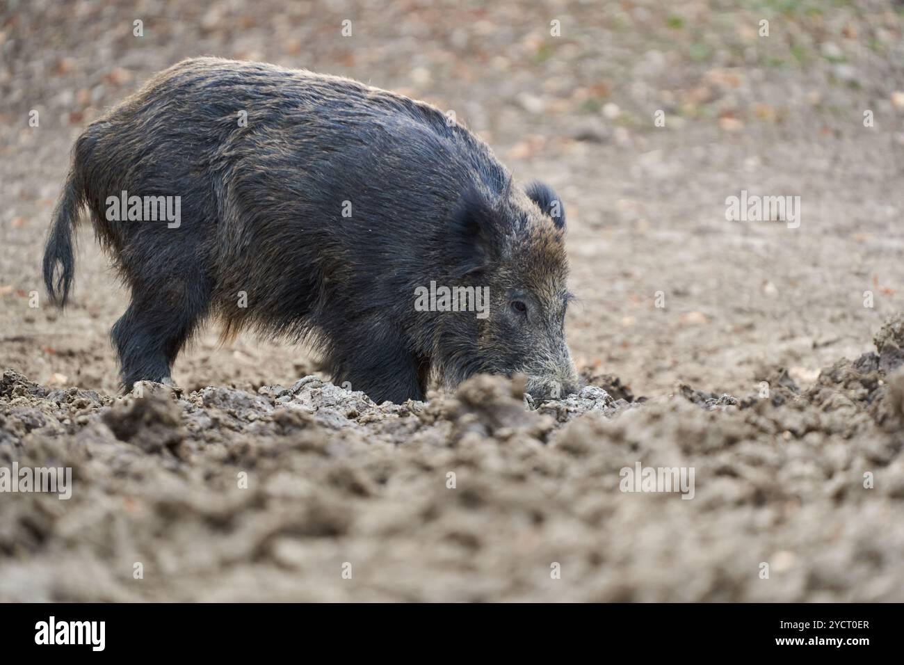 Dirty wild boar covered in mud rooting in a forest glade Stock Photo ...